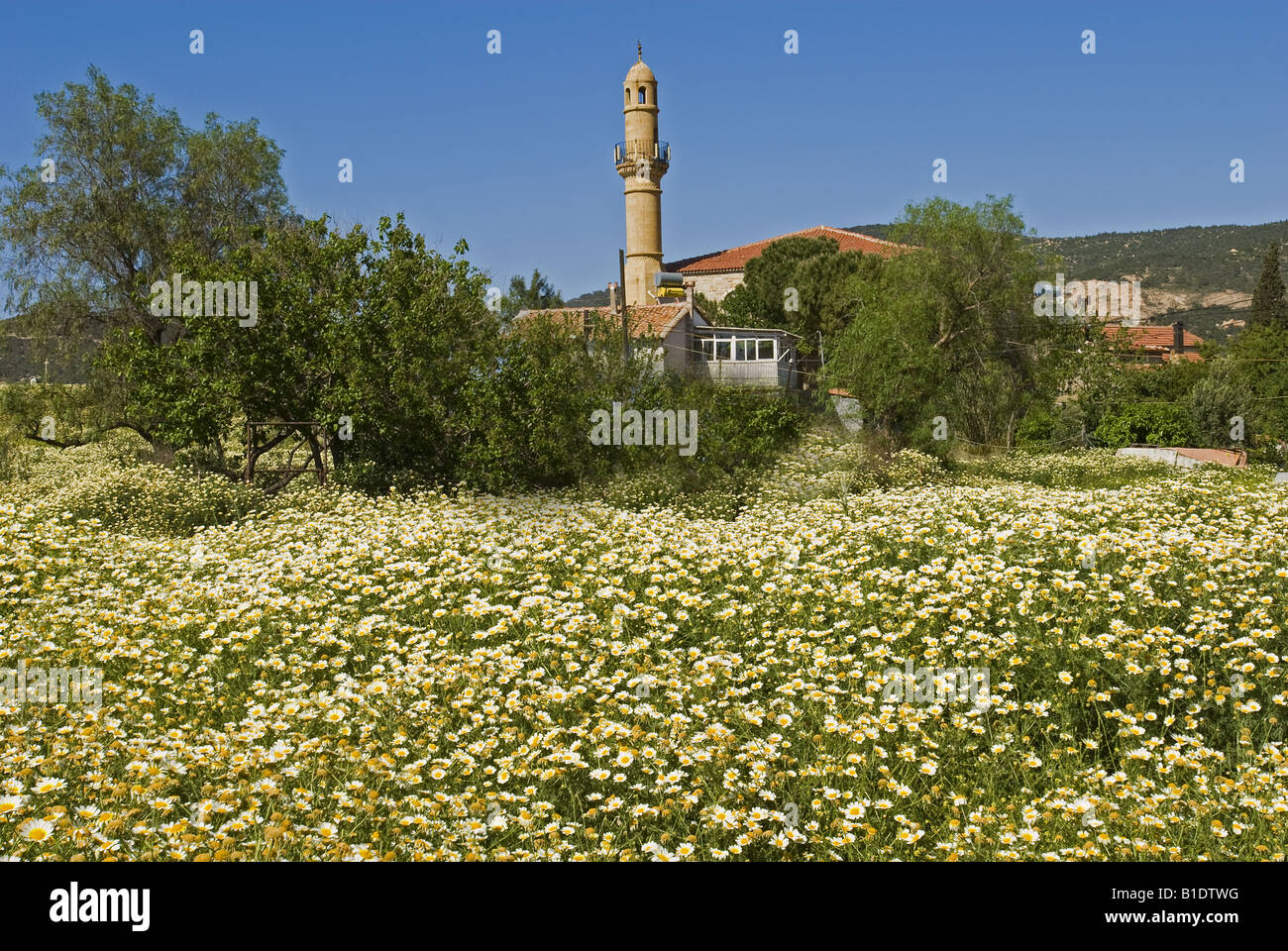 Daisies and historical Seljuk Mosque Foca Turkey Stock Photo - Alamy