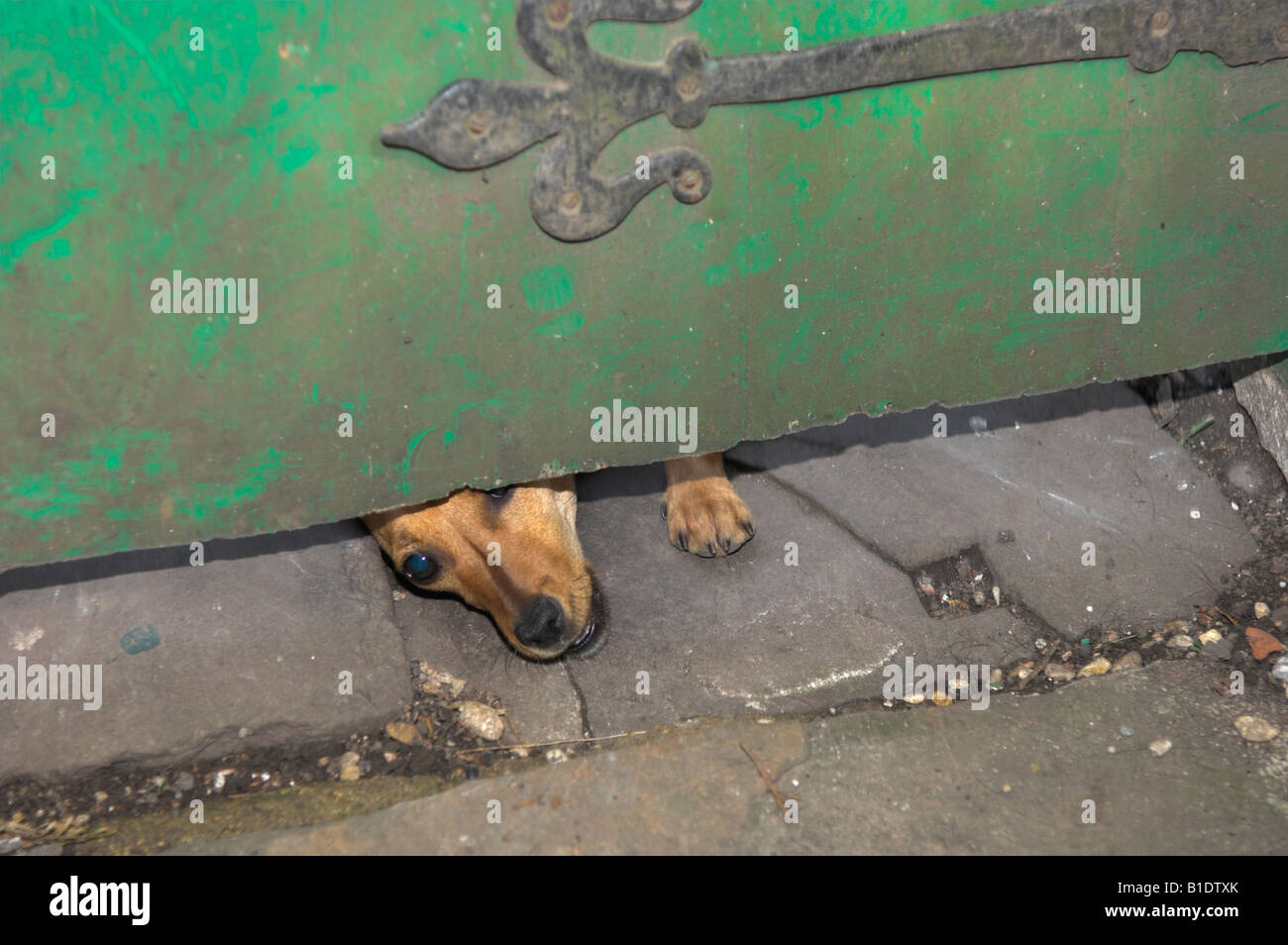 Dog peeking out under gate Stock Photo - Alamy