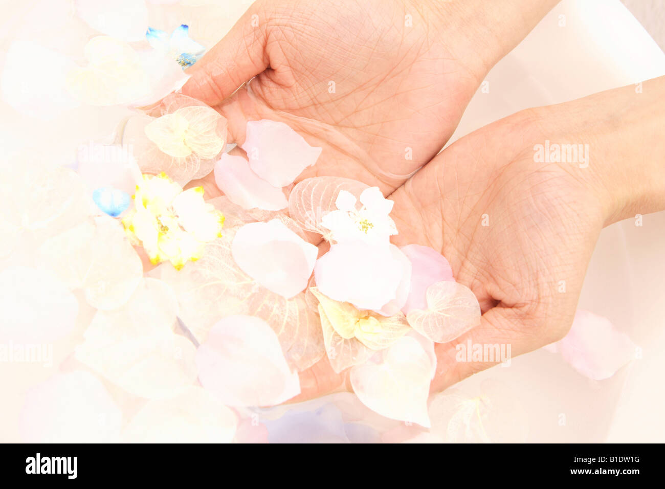 Hands scooping petals Stock Photo - Alamy