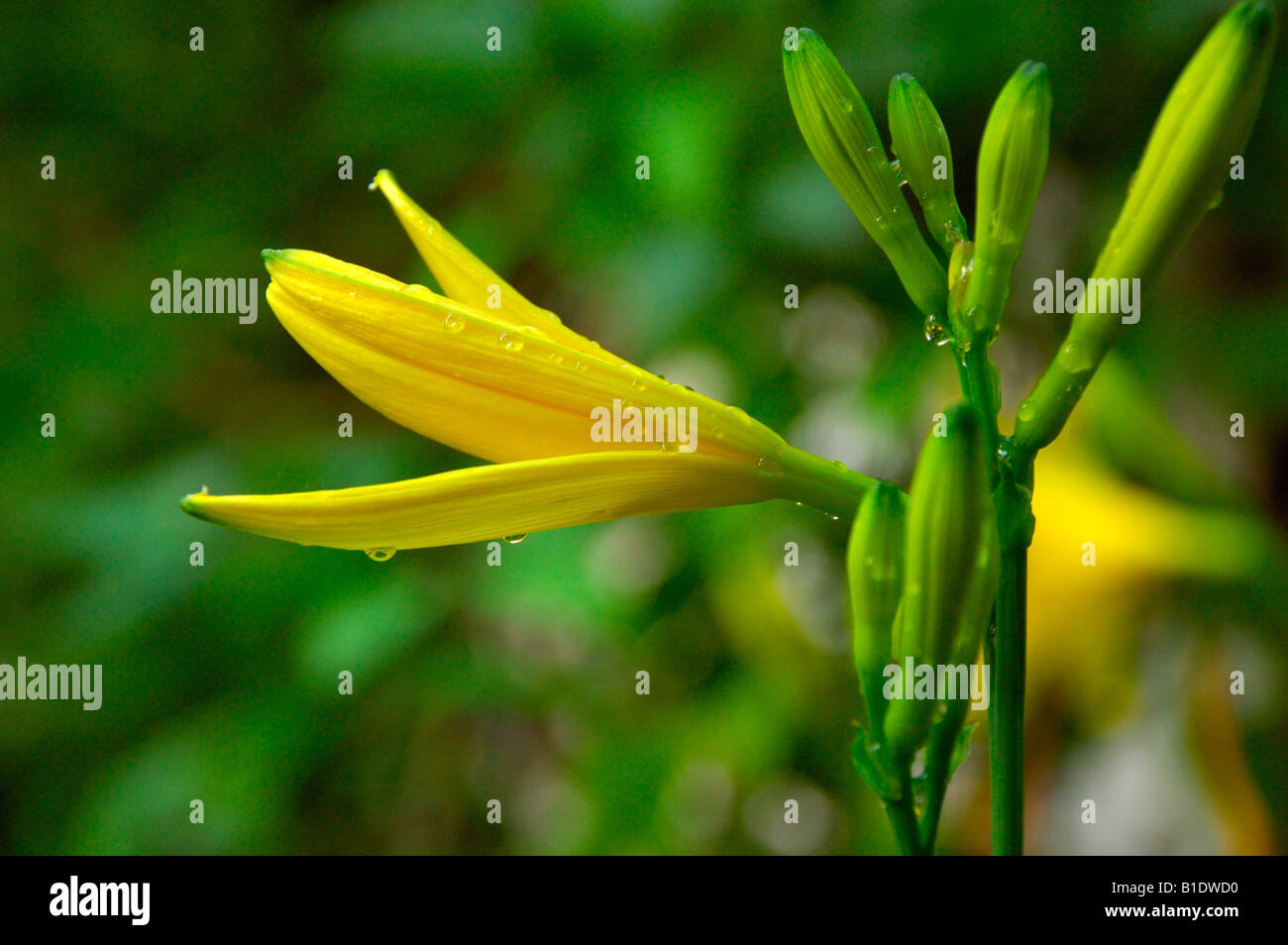 yellow lilly flower Stock Photo - Alamy