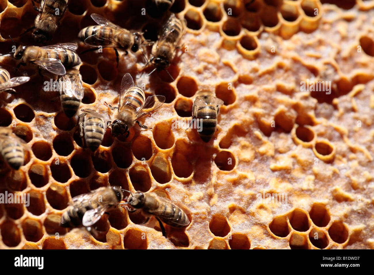 Wax beetle hi-res stock photography and images - Alamy