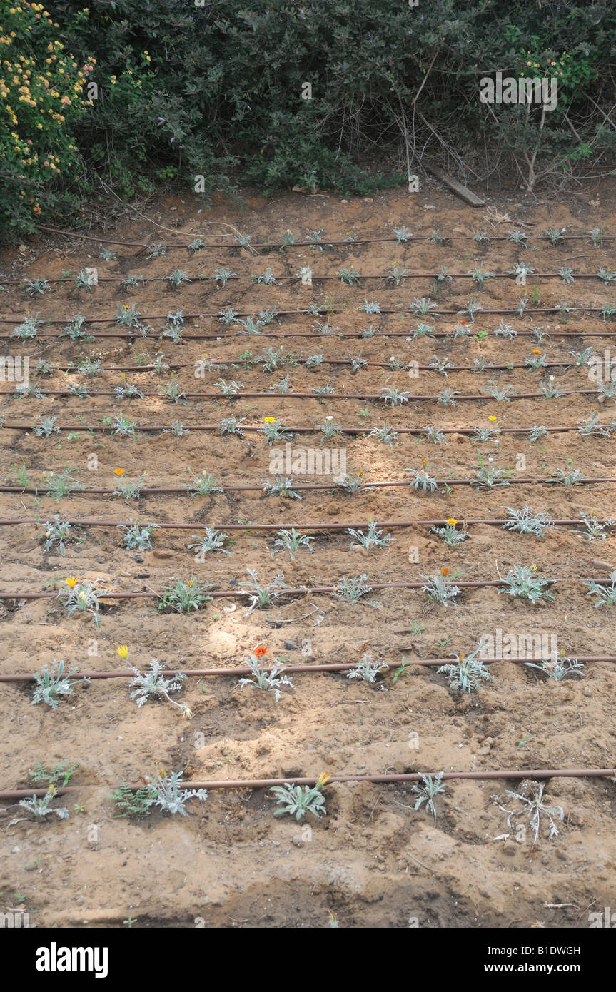 Israel Drip Irrigation of a garden an efficient way to save water Stock ...