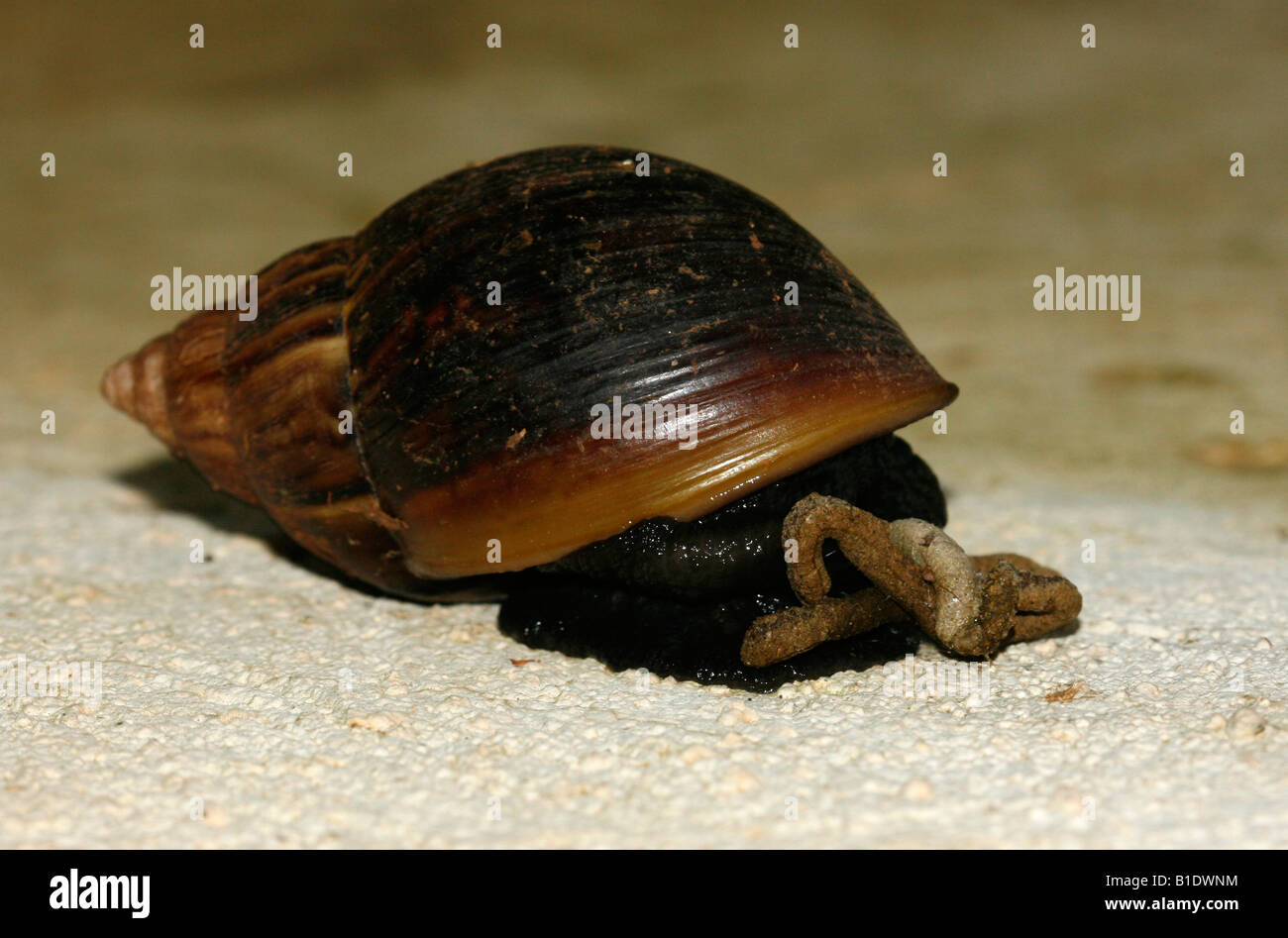 Invasive species giant african snail hi-res stock photography and ...