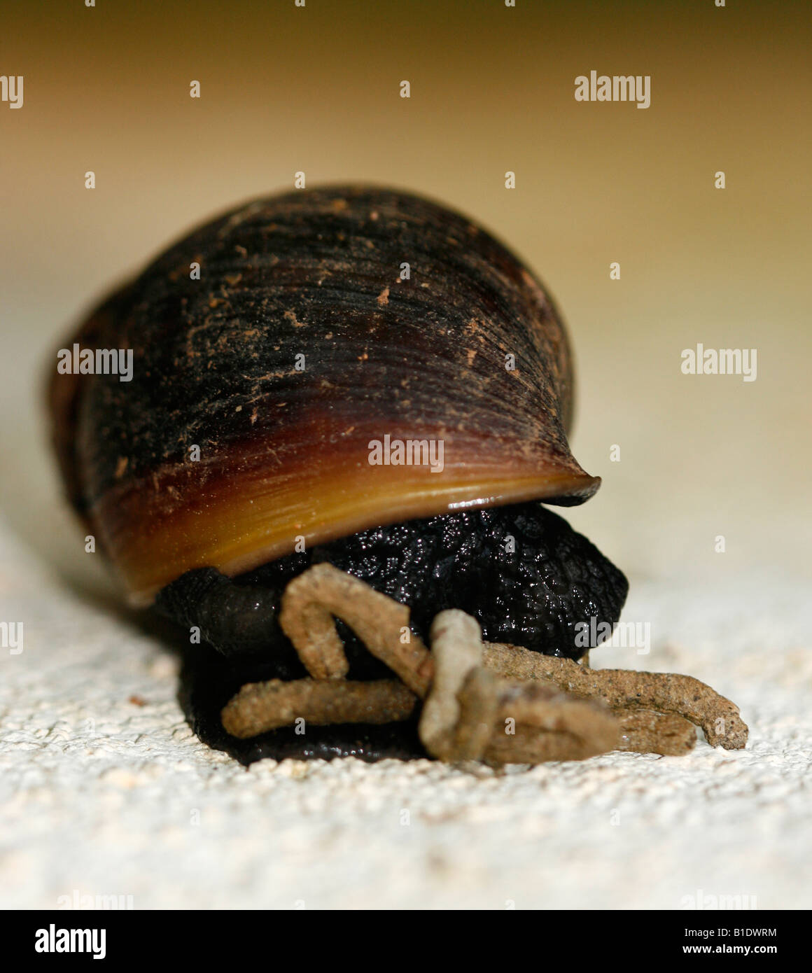 A snail in its shell Stock Photo - Alamy
