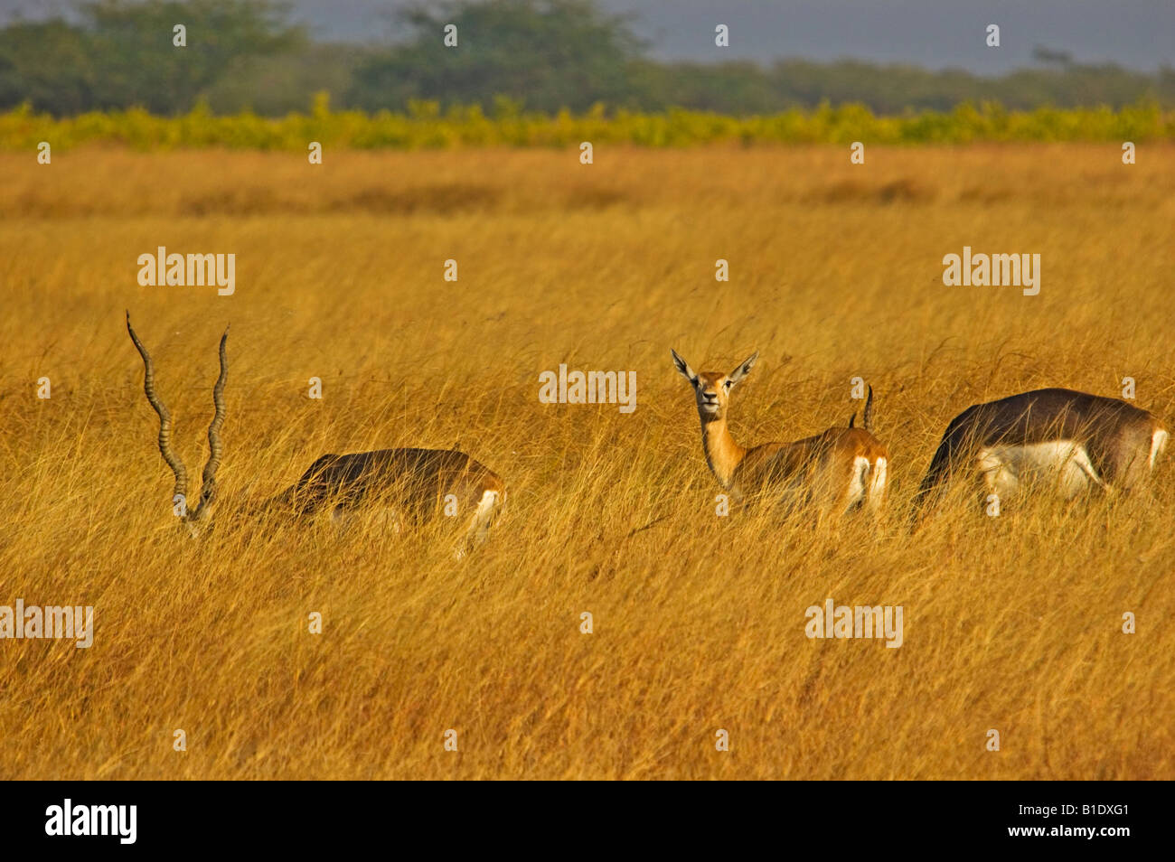 Indian blackbuck feeding hi-res stock photography and images - Alamy