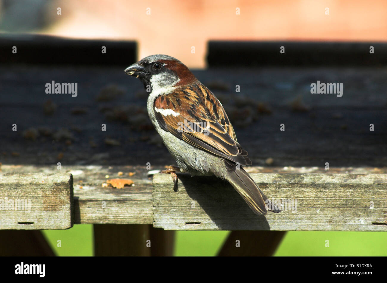 Bird on feeding Table Stock Photo - Alamy
