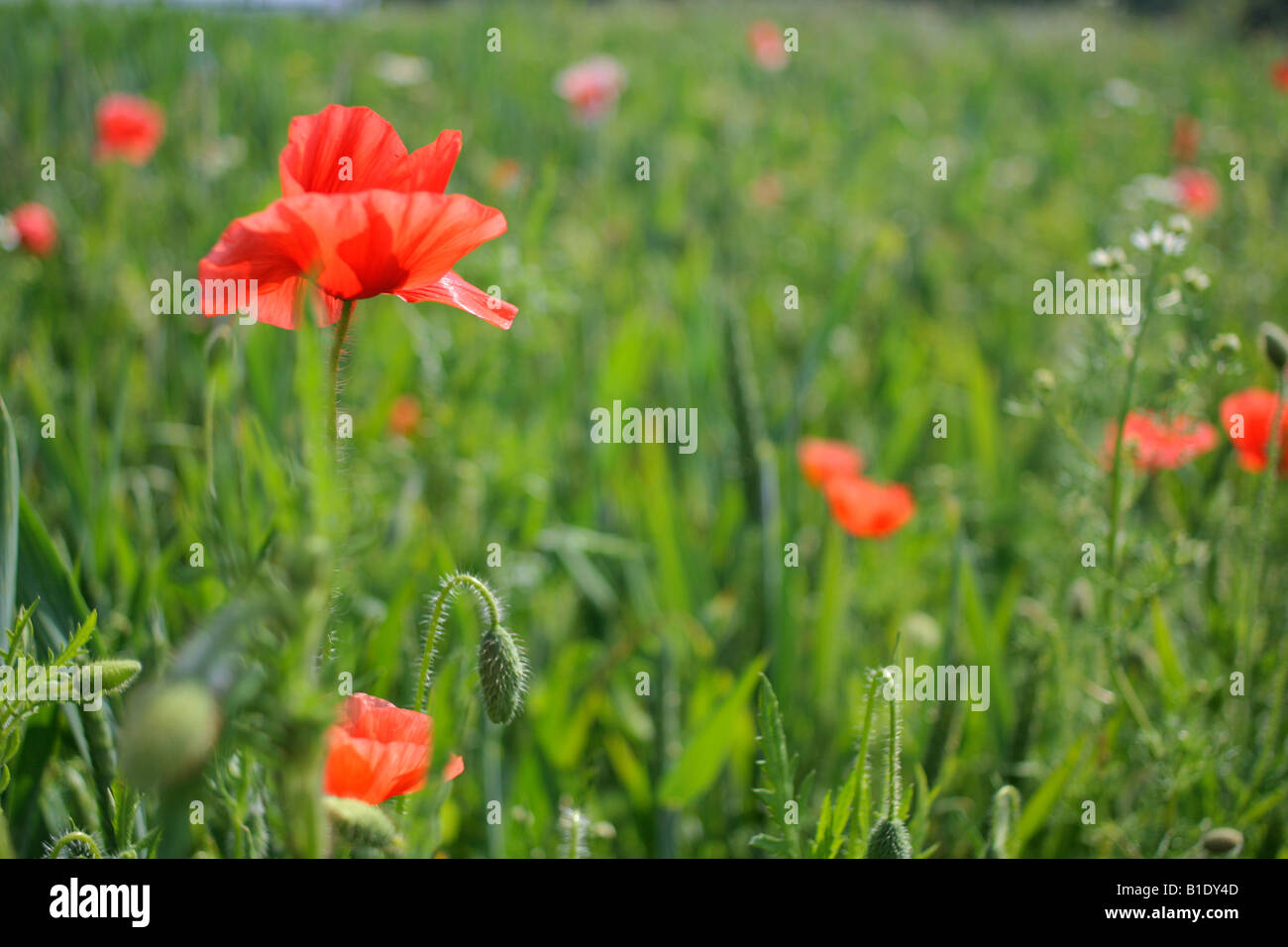 Close-up of poppy flowers in a green field Stock Photo - Alamy