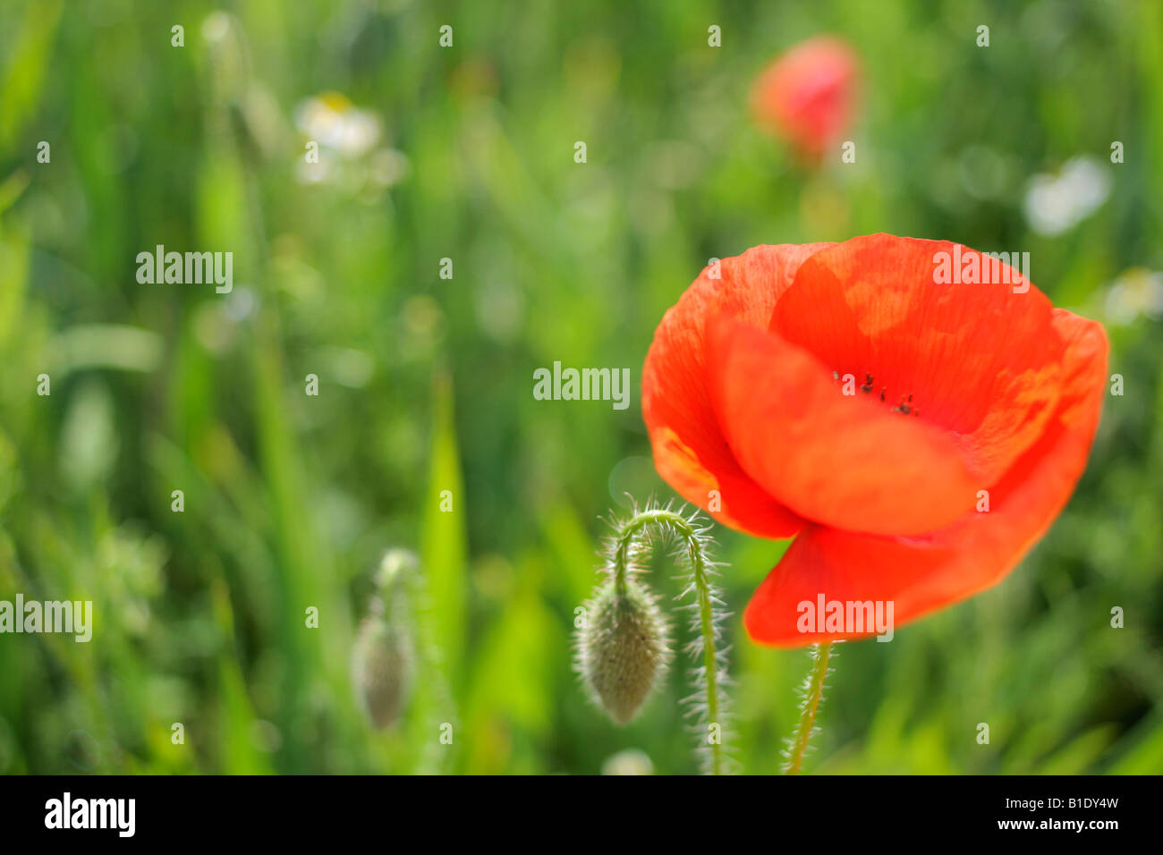 Close-up of poppy flowers in a green field Stock Photo - Alamy