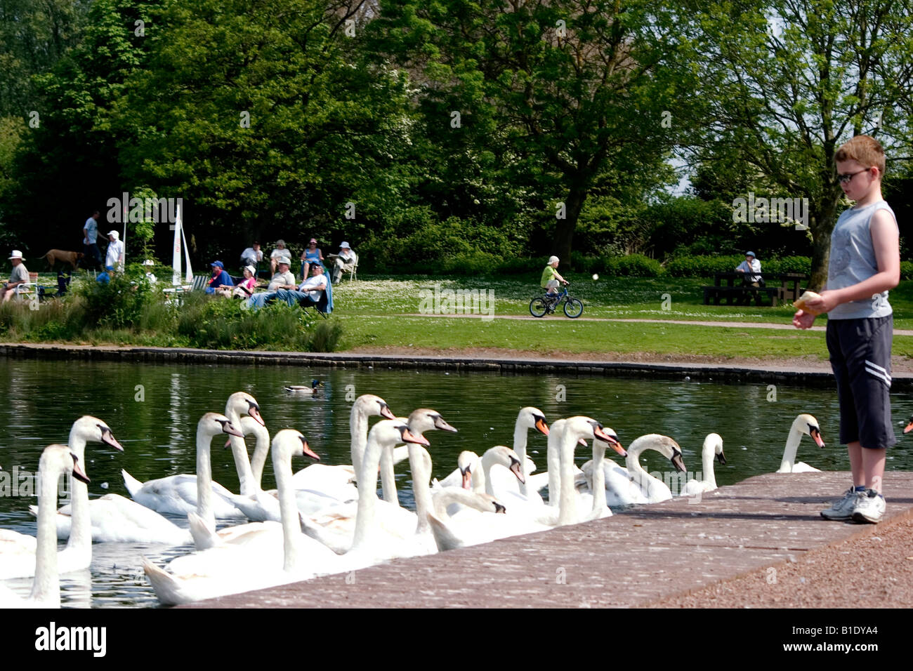 People and Swans on Lake Cosmeston Penarth Stock Photo - Alamy