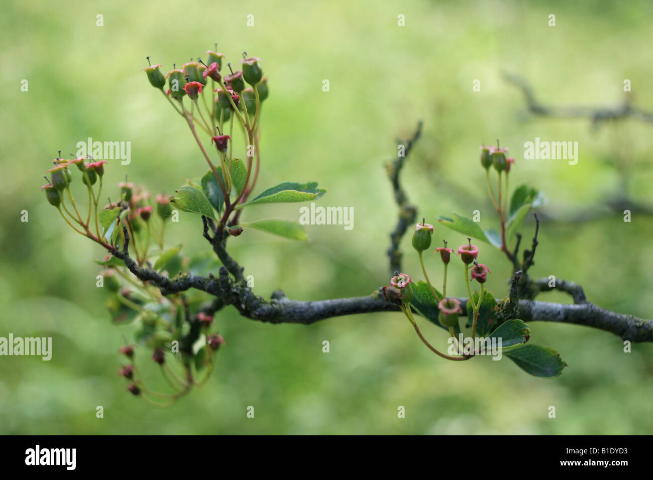 Close-up of a tree branch Stock Photo - Alamy