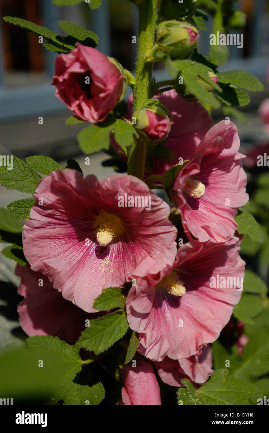 Althea rosea hi-res stock photography and images - Alamy