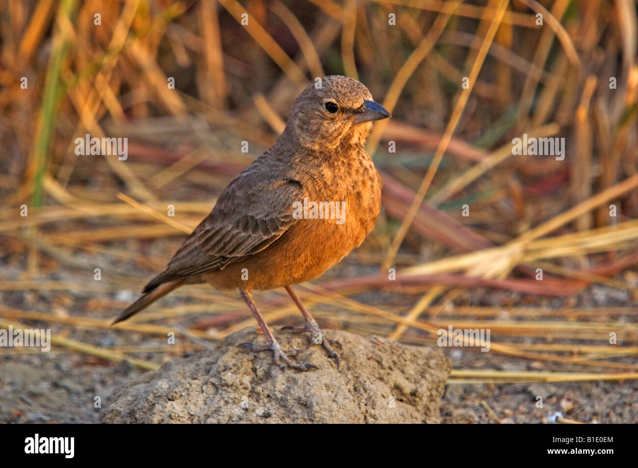 Rufous tailed lark Stock Photo - Alamy