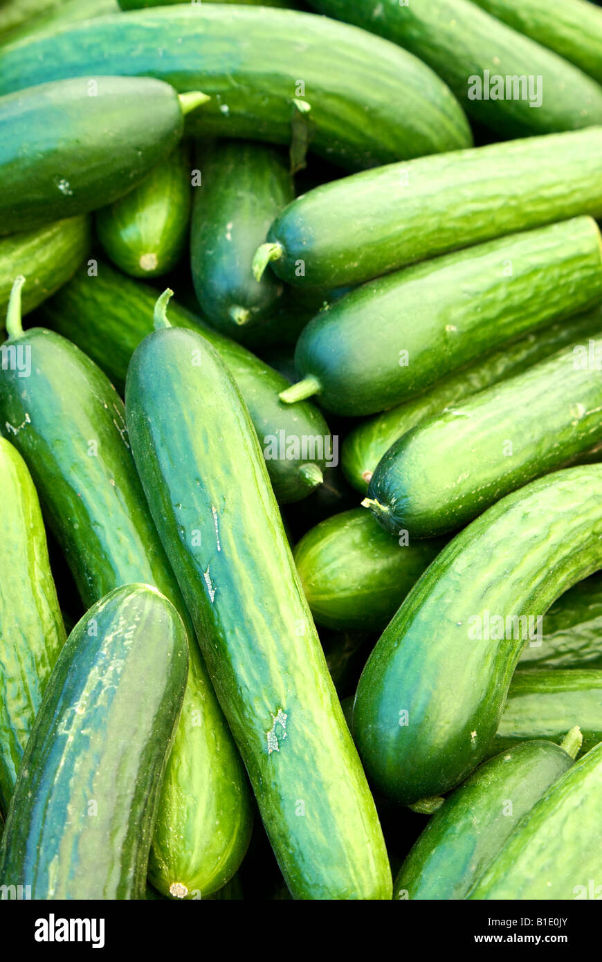Organic Japanese cucumber Stock Photo - Alamy