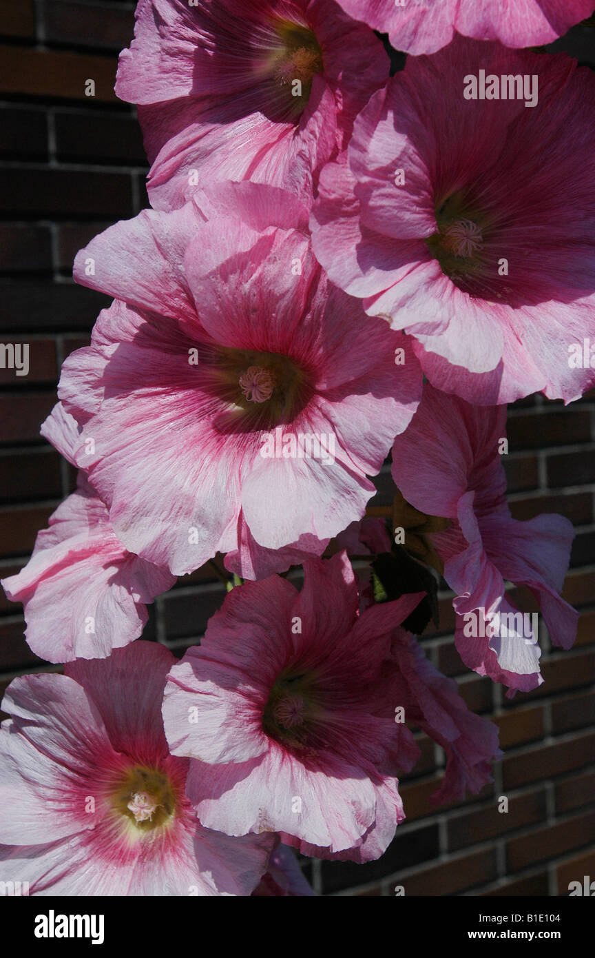 Hollyhocks ( Althea Rosea ) grow on a sidewalk in Amsterdam Stock Photo ...