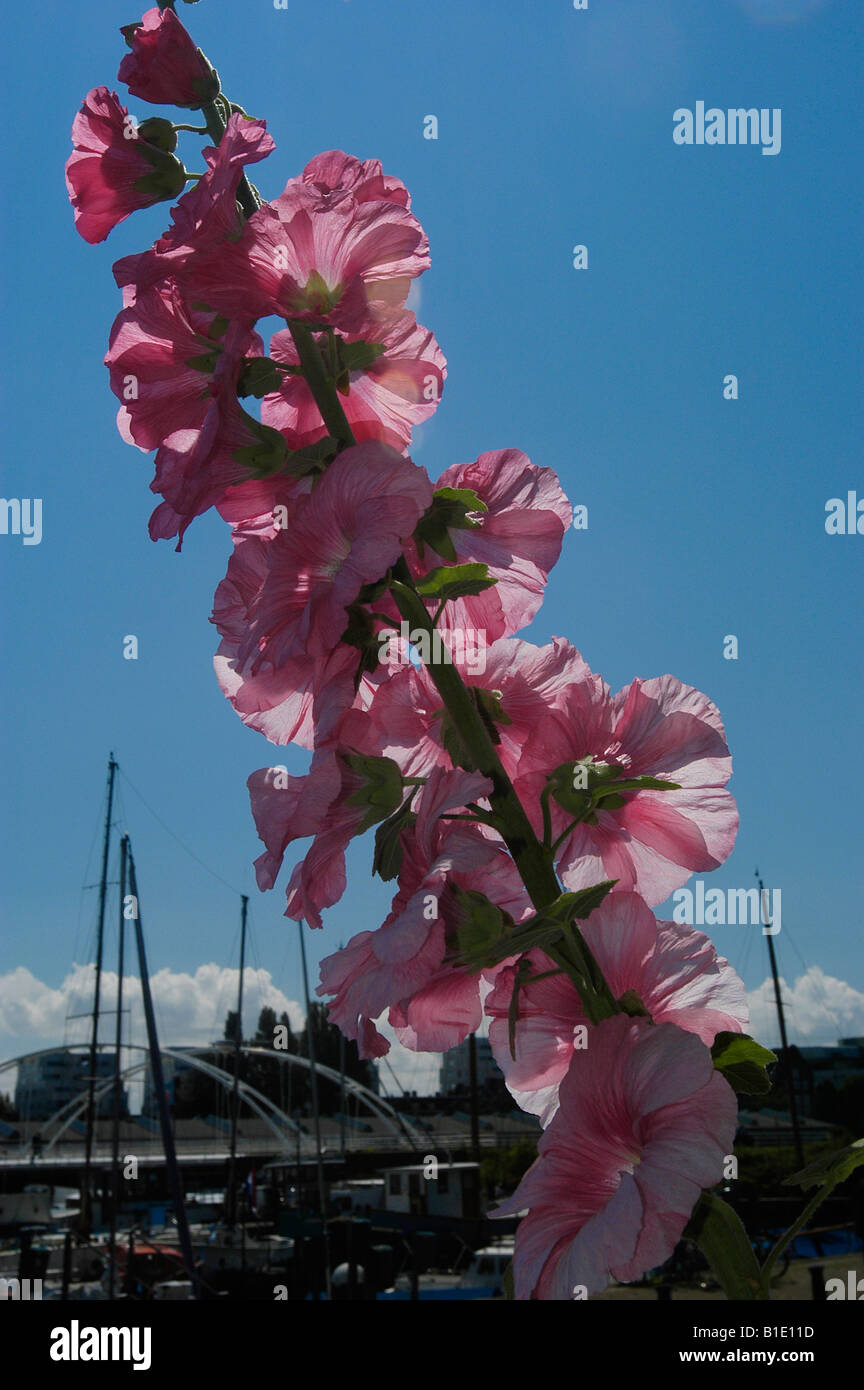Hollyhocks ( Althea Rosea ) grow on a sidewalk in Amsterdam Stock Photo ...