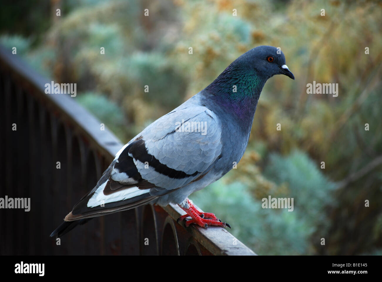 A pigeon standing on an iron fence Stock Photo - Alamy