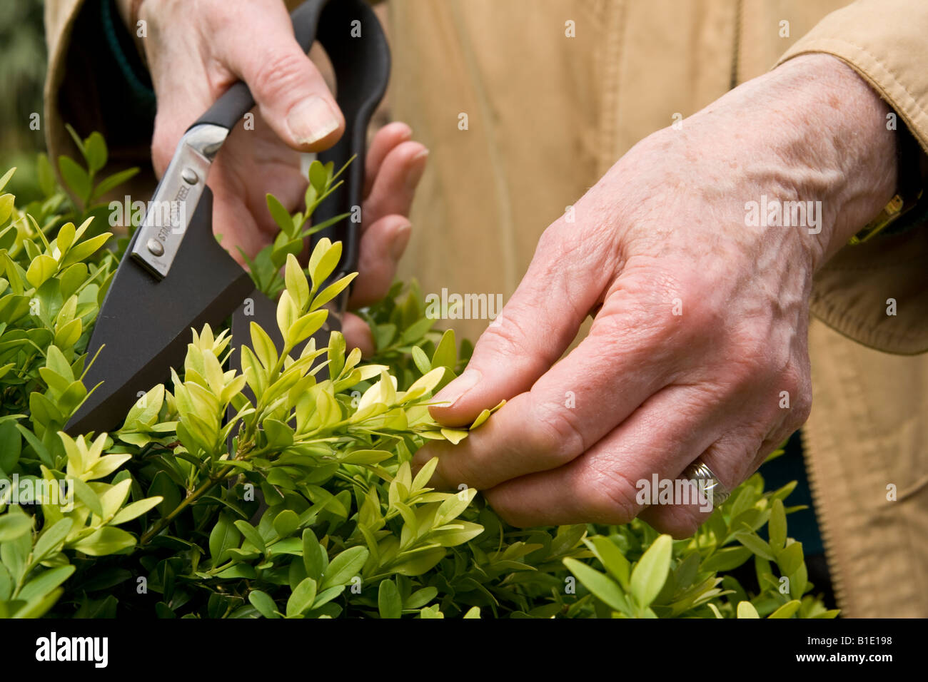 Old woman clipping ^box hedge (Buxus sempervirens), UK Stock Photo - Alamy