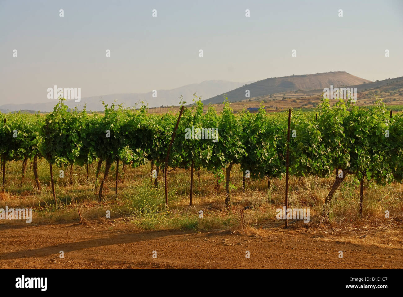 Israel Golan Heights Gamla A vineyard of the Binyamina Winery Stock ...