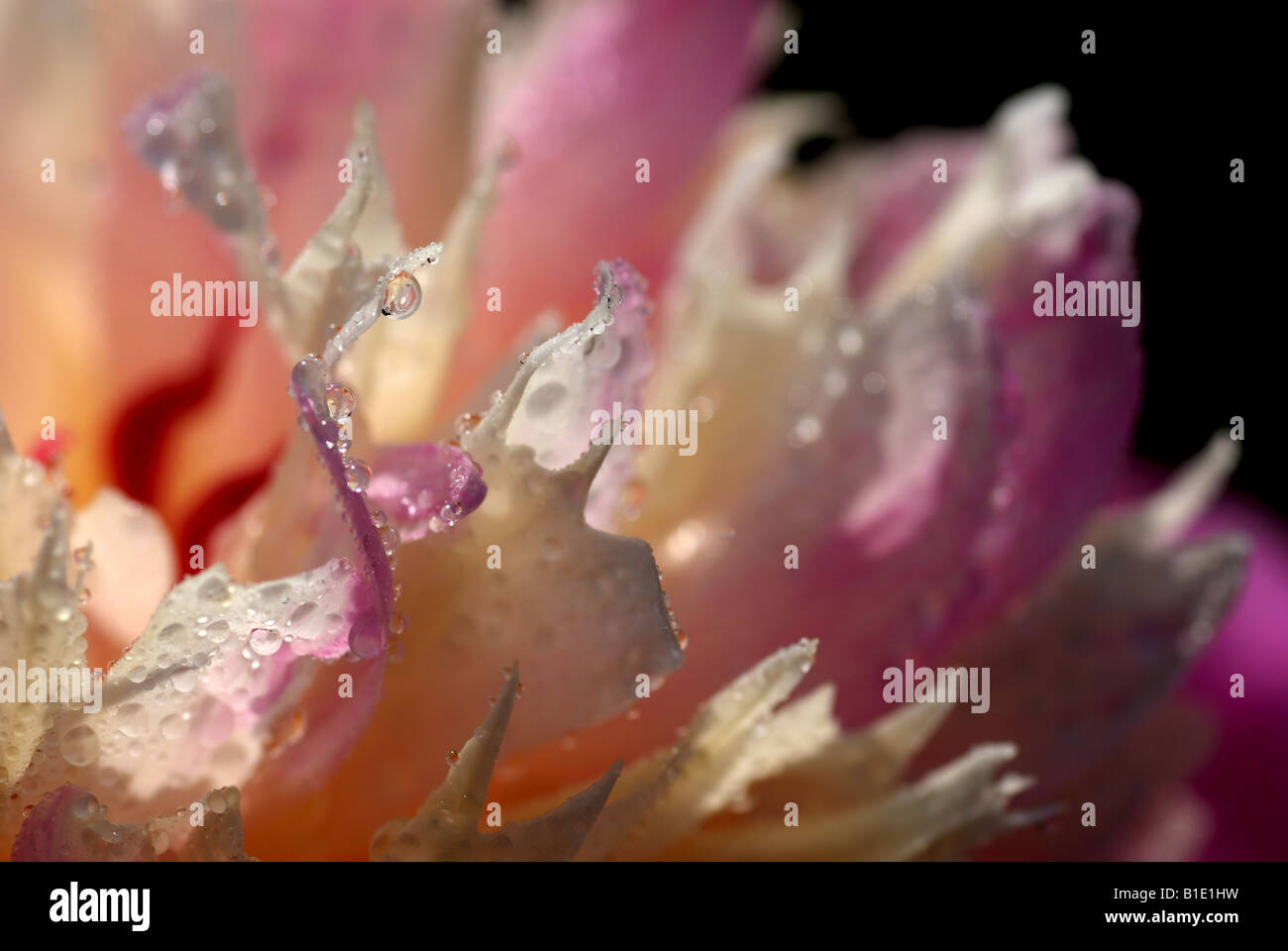 Close up of the peony flower Stock Photo - Alamy