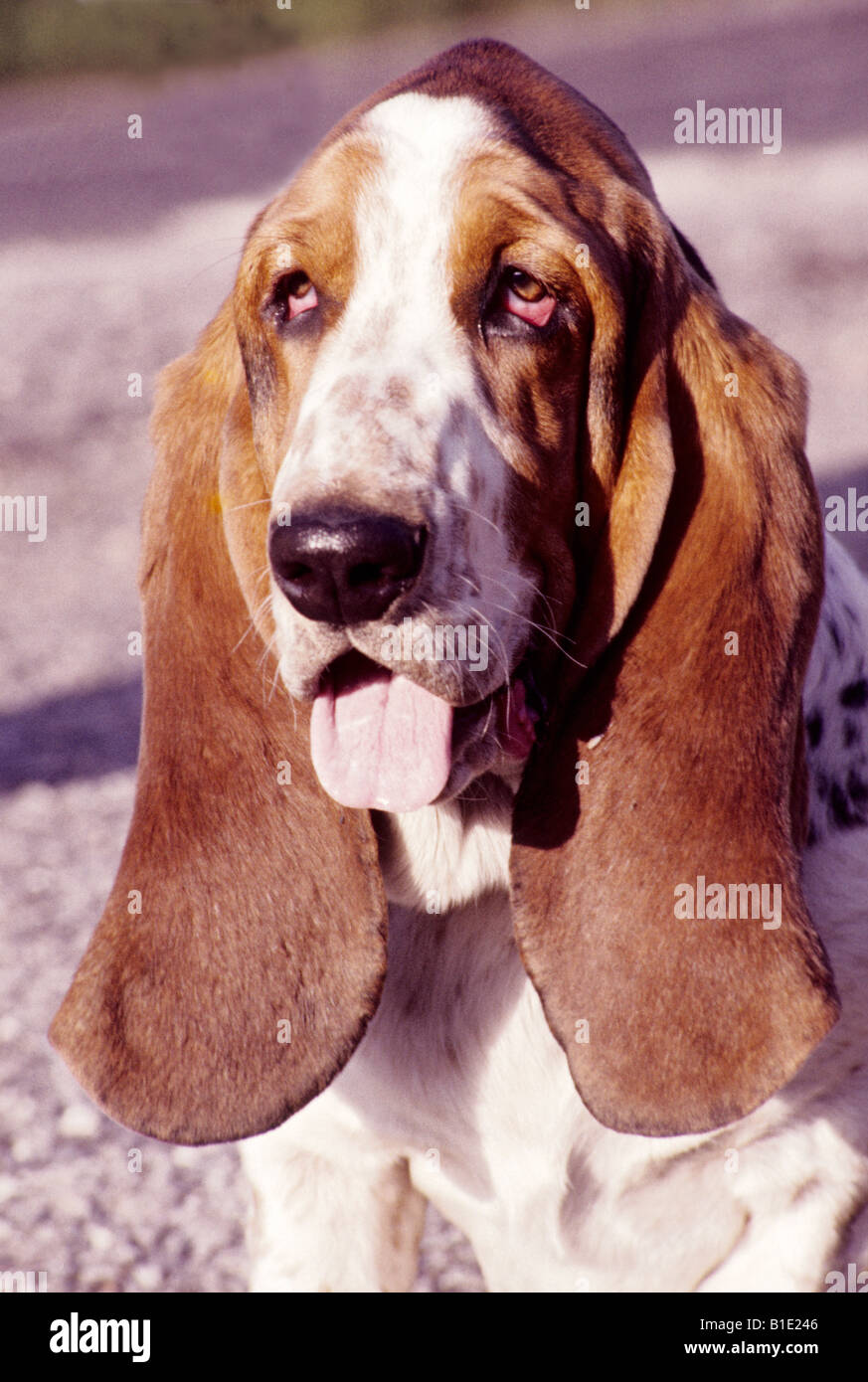 Droopy Dog High Resolution Stock Photography and Images - Alamy