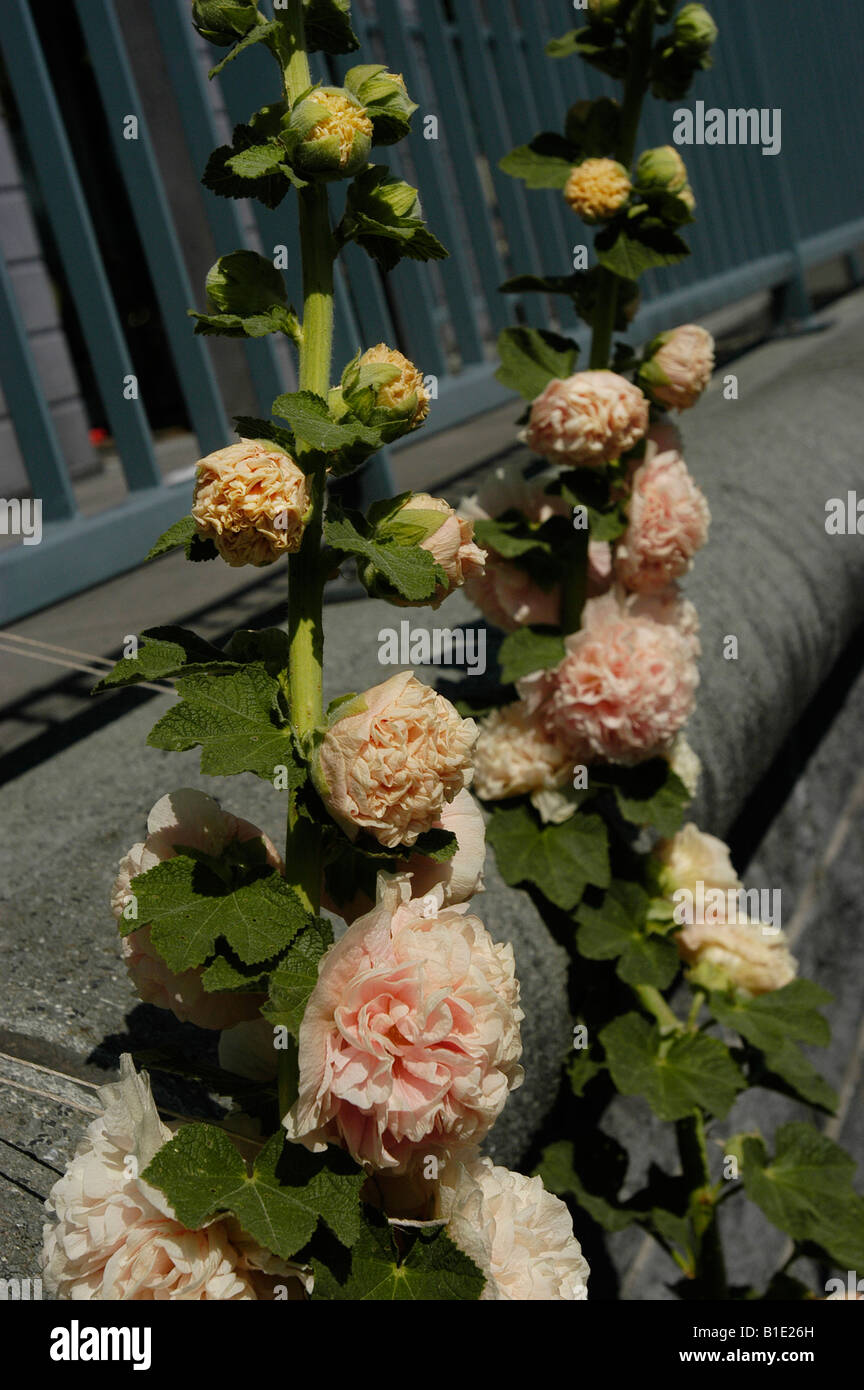 Hollyhocks ( Althea Rosea ) grow on a sidewalk in Amsterdam Stock Photo ...