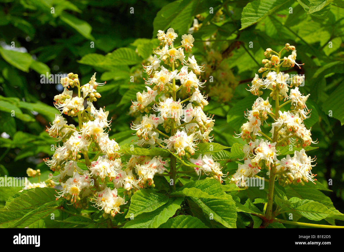 chestnut tree bloom Stock Photo - Alamy