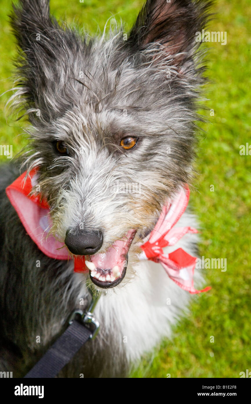 A black & white Merle lurcher, which is the offspring of a sighthound ...