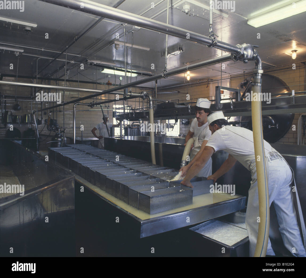 MAKING MUENSTER CHEESE: MEN POURING CURD INTO CHEESE FORMS / WISCONSIN ...