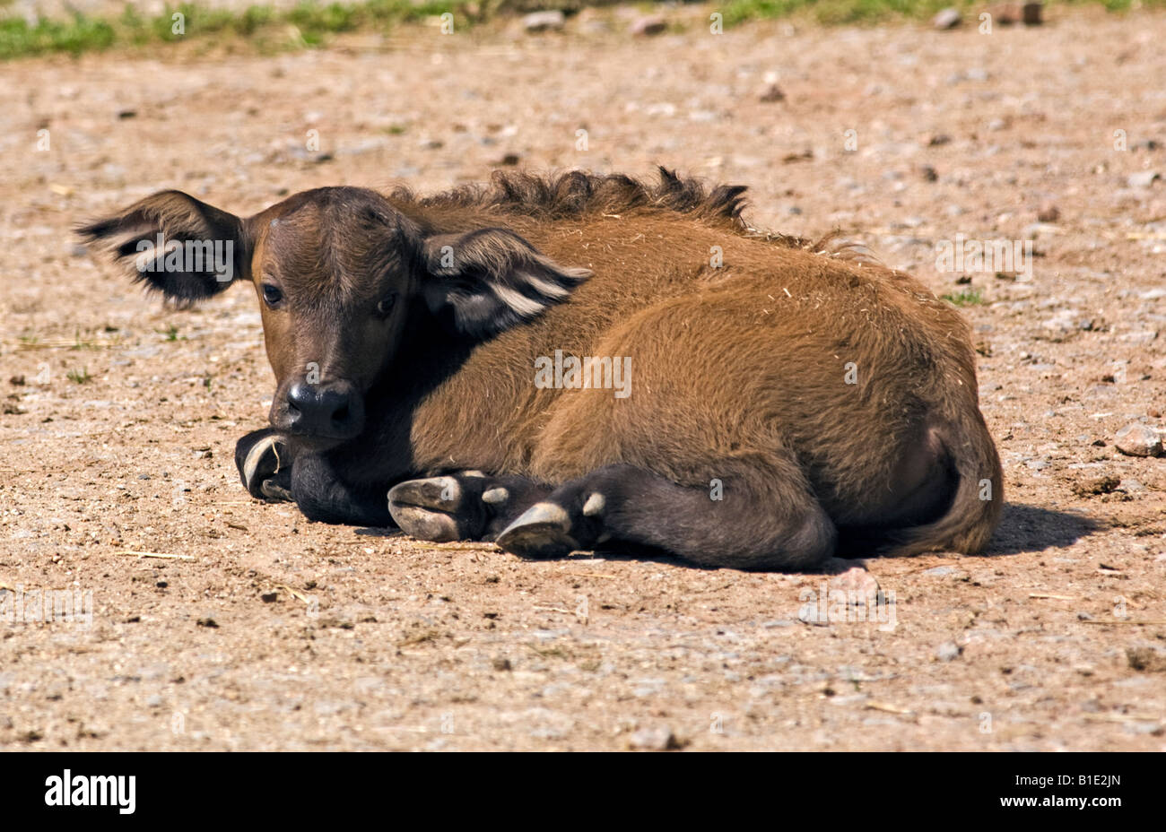 Congo buffalo hi-res stock photography and images - Alamy