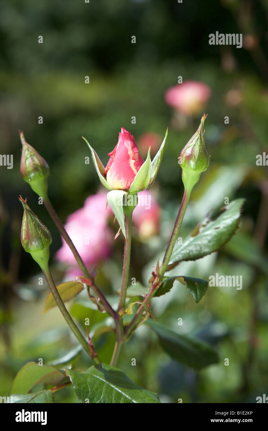 HANDEL ROSE CLIMBING CREAM AND PINK SET AGAINST A GREEN BACKGROUND IN A ...
