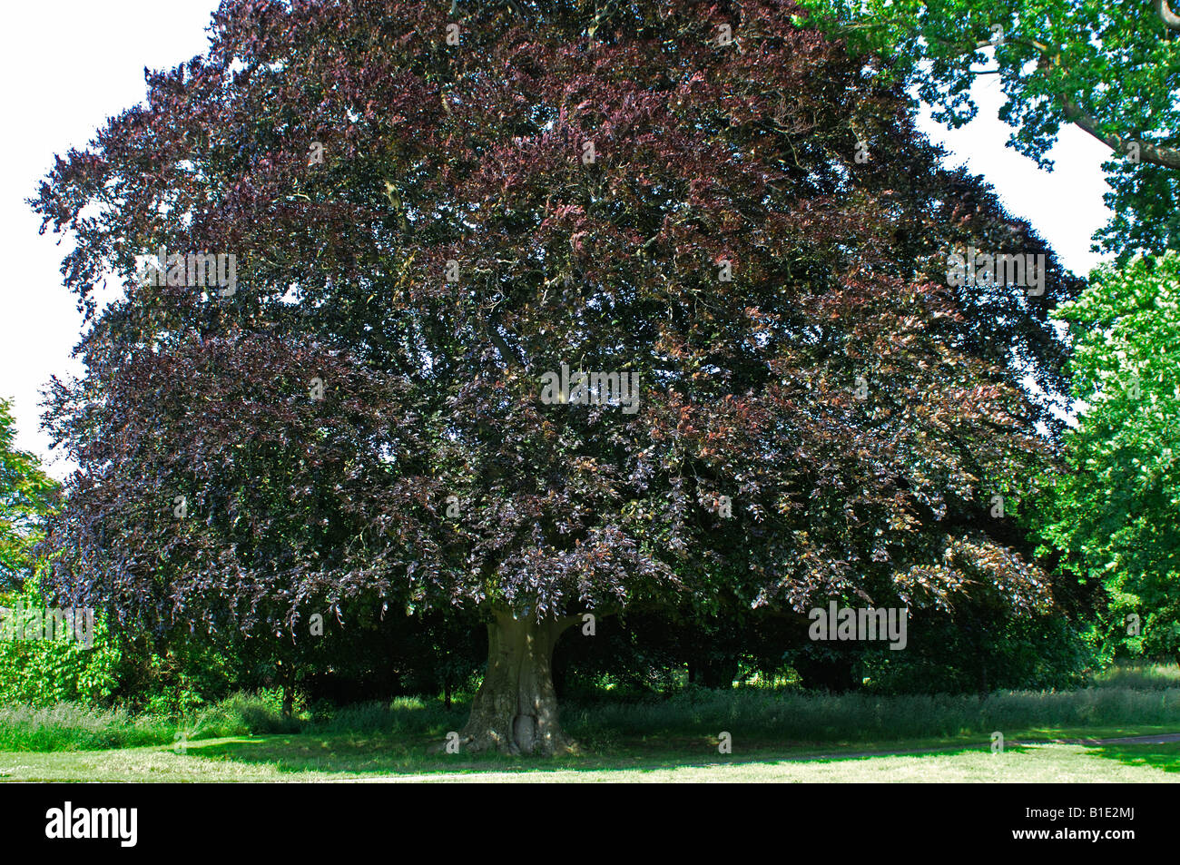 Copper beech tree, Glastonbury Abbey, Somerset, England, UK Stock Photo ...