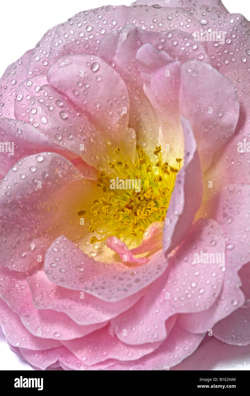 Modern Shrub Rose Fritz Nobis Stock Photo - Alamy