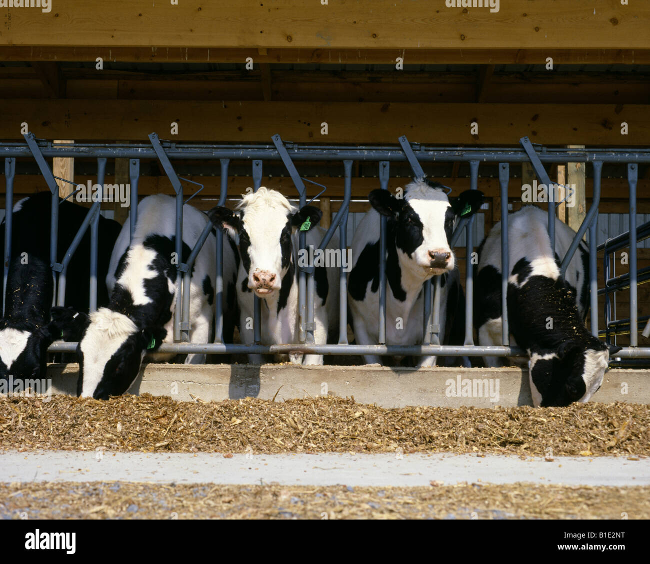 NEW VA STYLE HEIFER BARN PENNSYLVANIA Stock Photo - Alamy