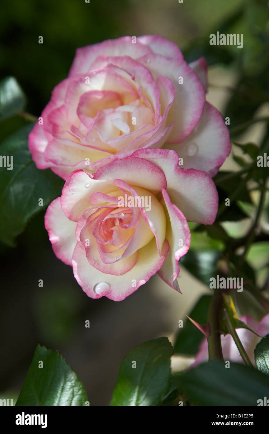 HANDEL ROSES CLIMBING CREAM AND PINK SET AGAINST A GREEN BACKGROUND IN ...