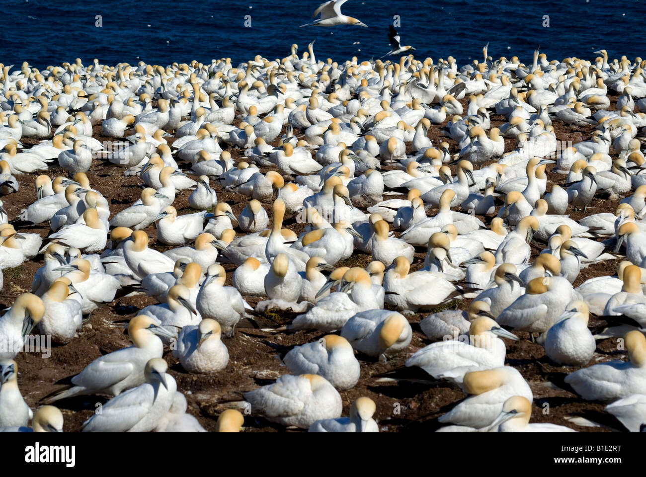 Gannet colony Bonaventure Island Perce Quebec Canada Stock Photo - Alamy