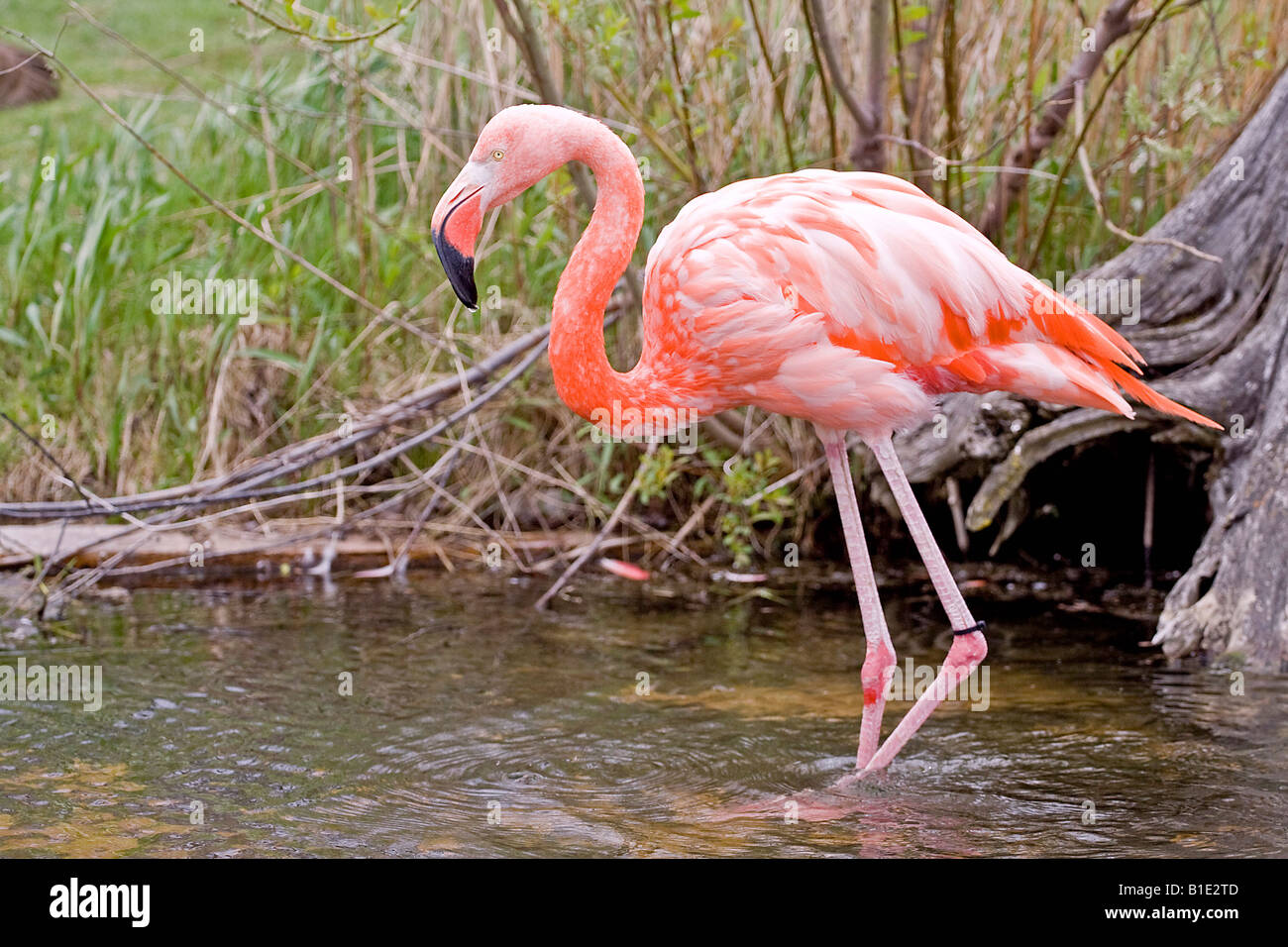 pictures of the wild animals Stock Photo - Alamy
