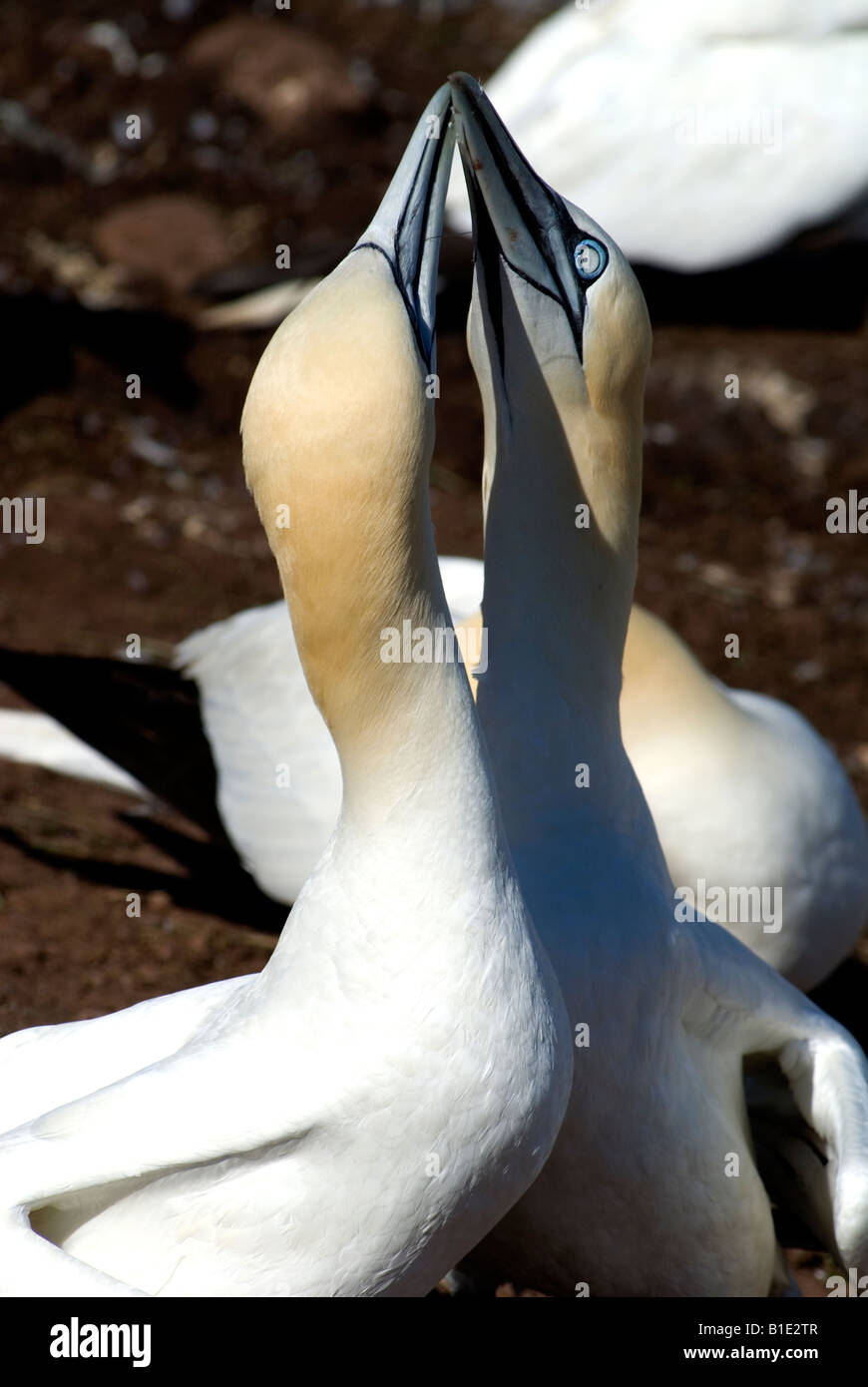 Gannet Mating Ritual High Resolution Stock Photography and Images - Alamy