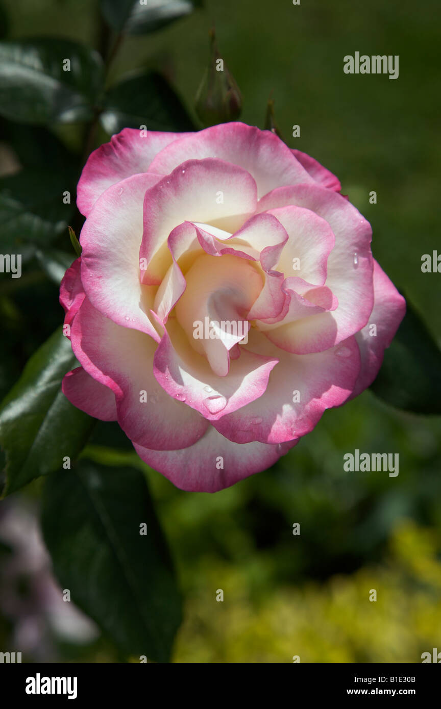 Rosa climbing handel hi-res stock photography and images - Alamy