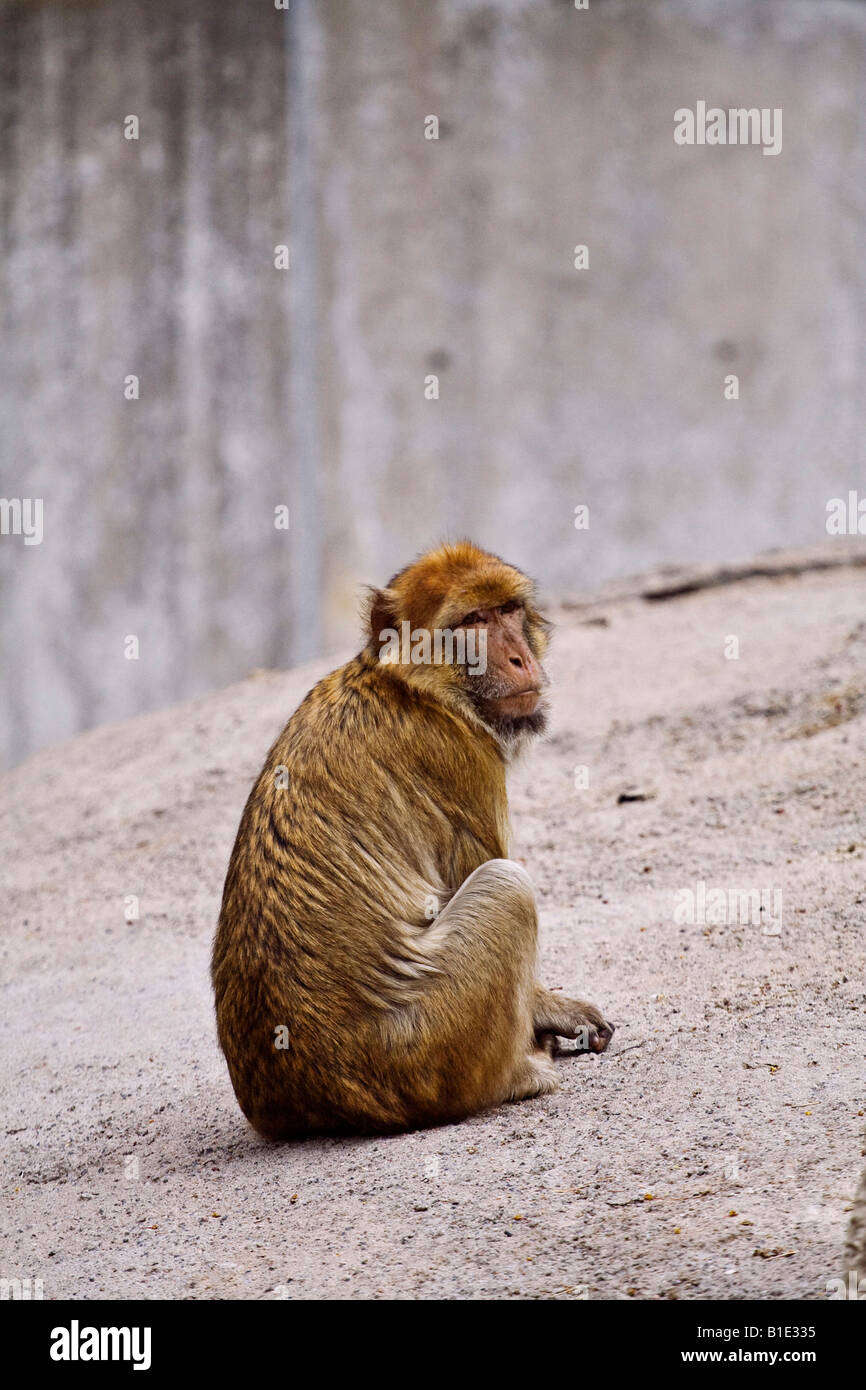 pictures of the wild animals Stock Photo - Alamy