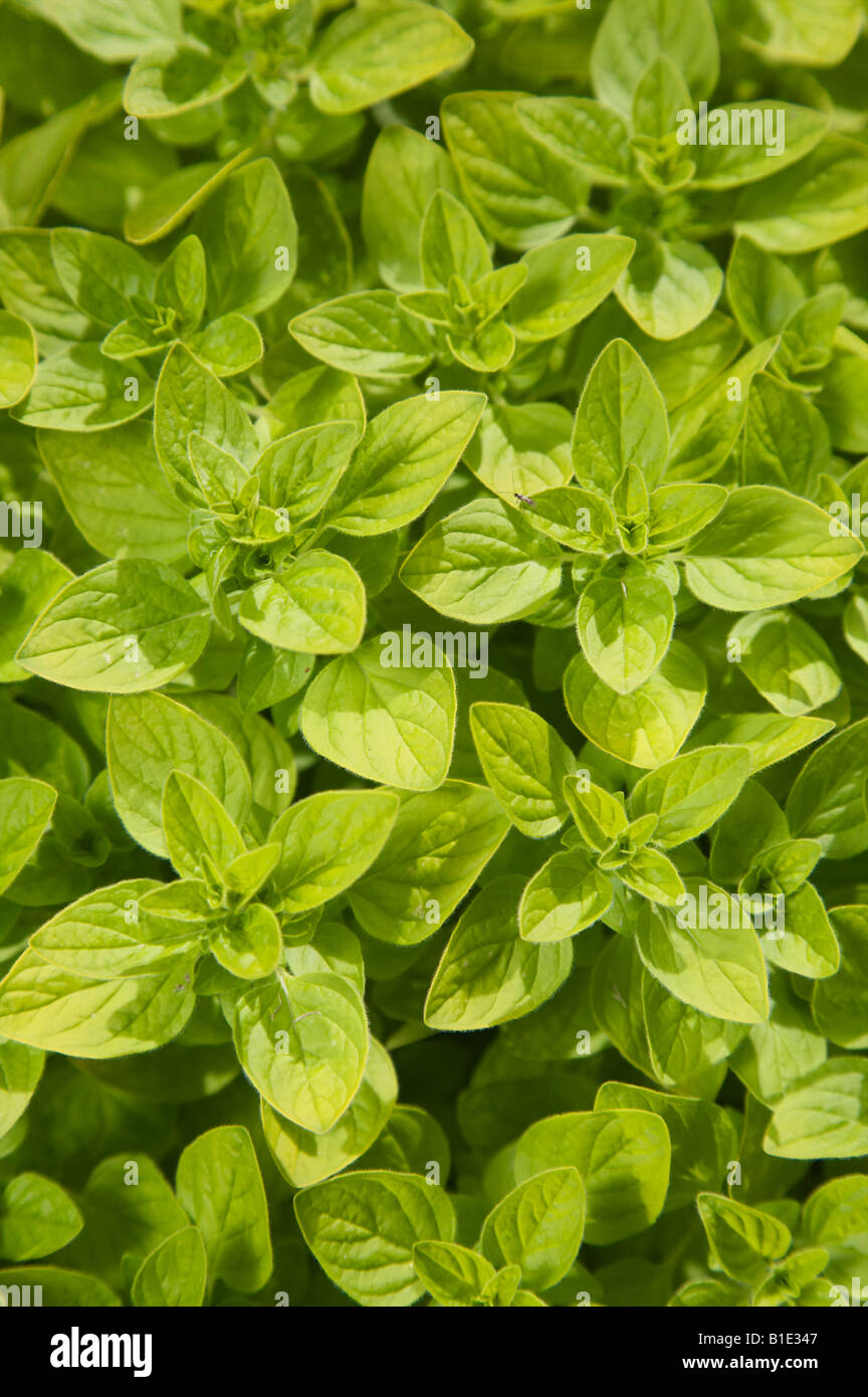 Golden oregano hi-res stock photography and images - Alamy