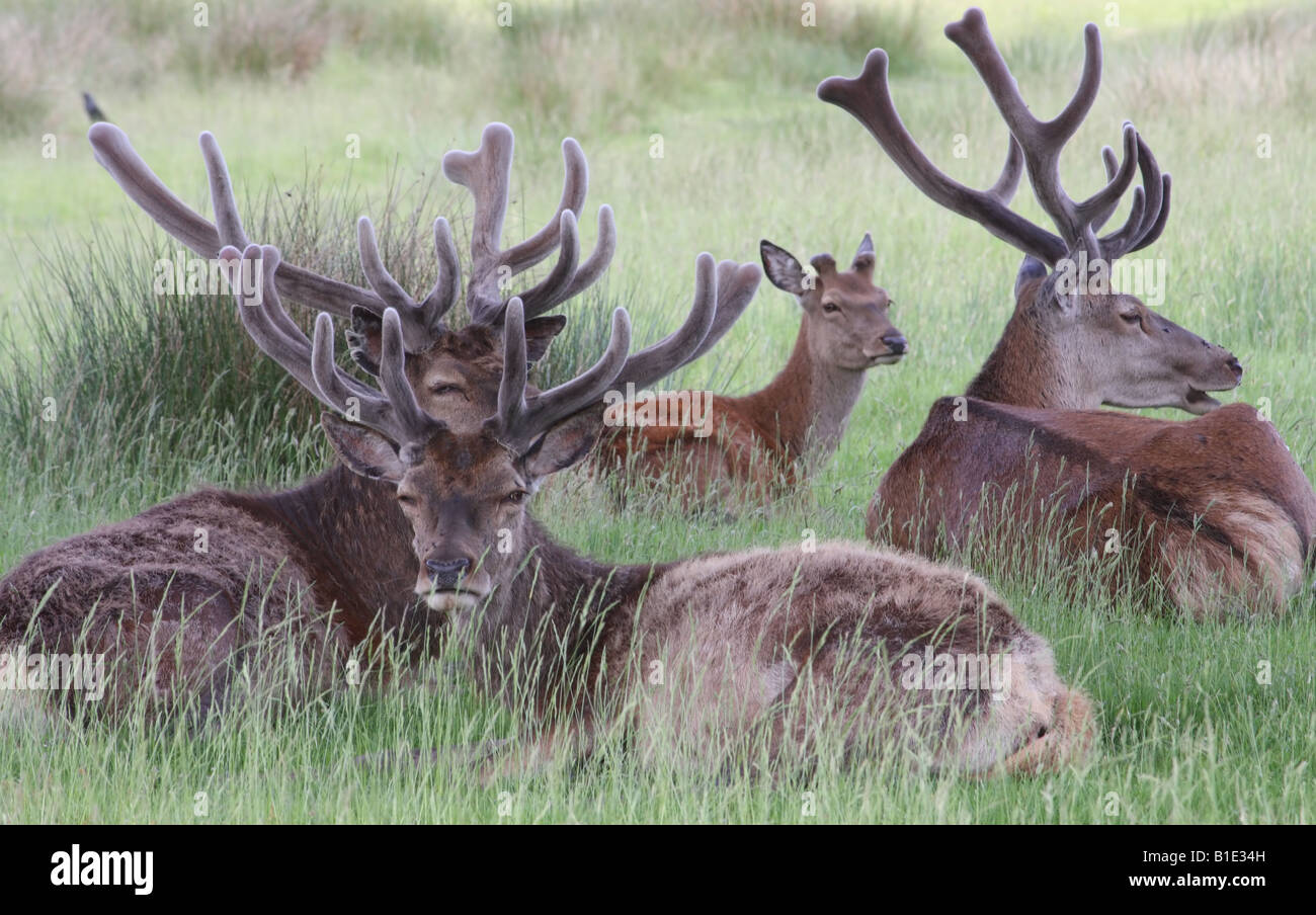 A group of stag in the countryside Stock Photo - Alamy