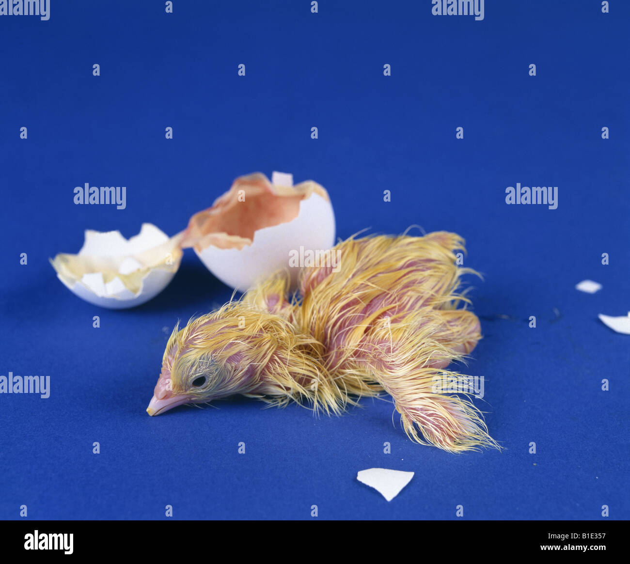 Baby chickens hatching hi-res stock photography and images - Alamy