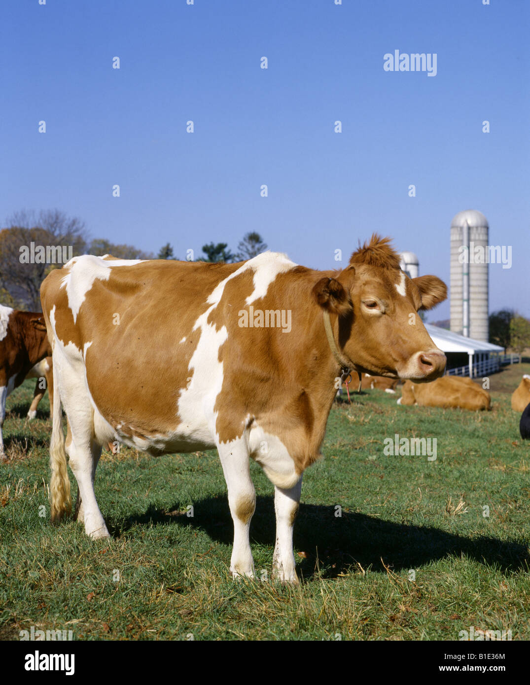 Guernsey farm hi-res stock photography and images - Alamy