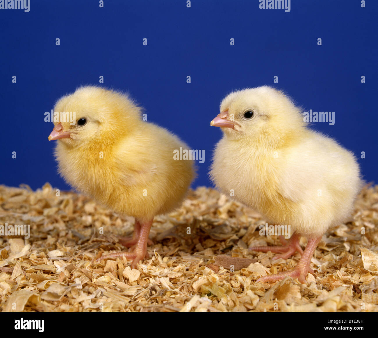 White hyline chicken hi-res stock photography and images - Alamy