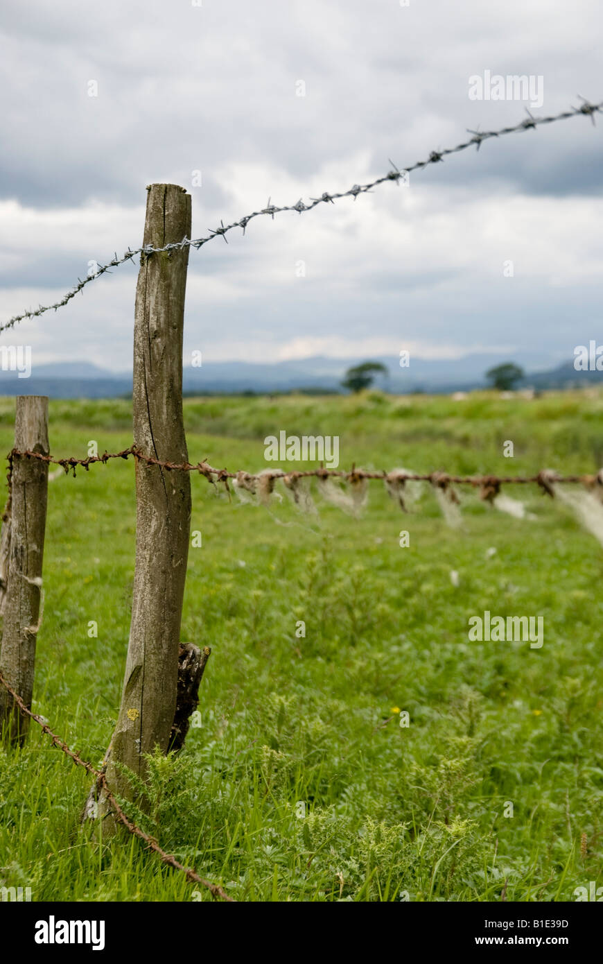 post and barbed wire fence Stock Photo - Alamy