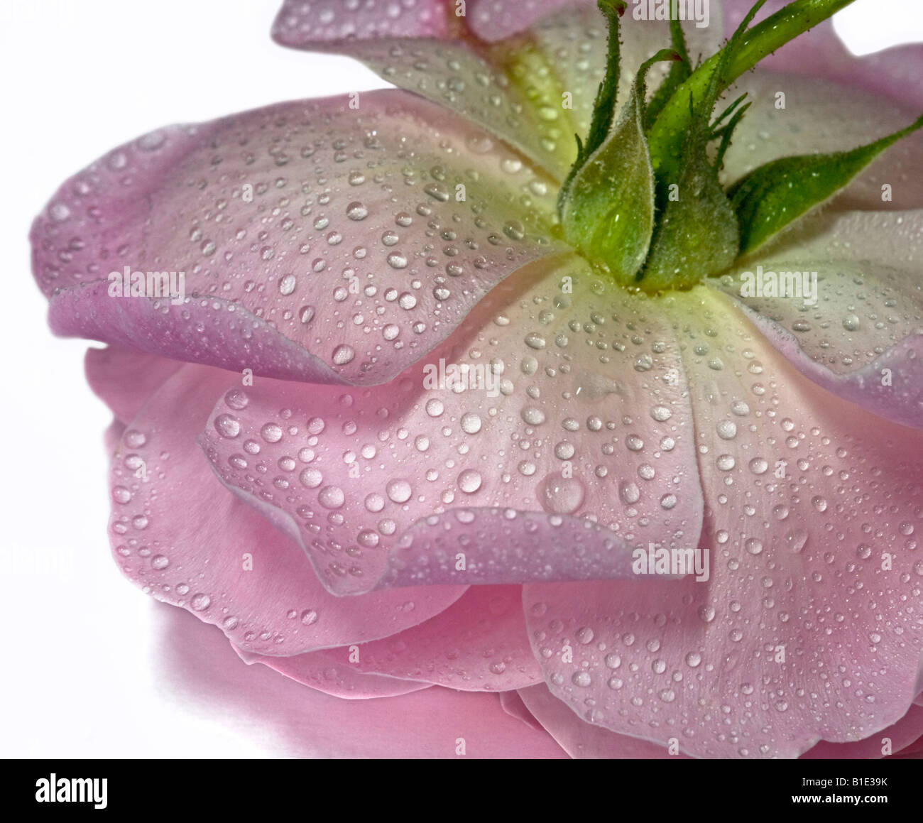 Pink Modern Shrub Rose Fritz Nobis Stock Photo - Alamy