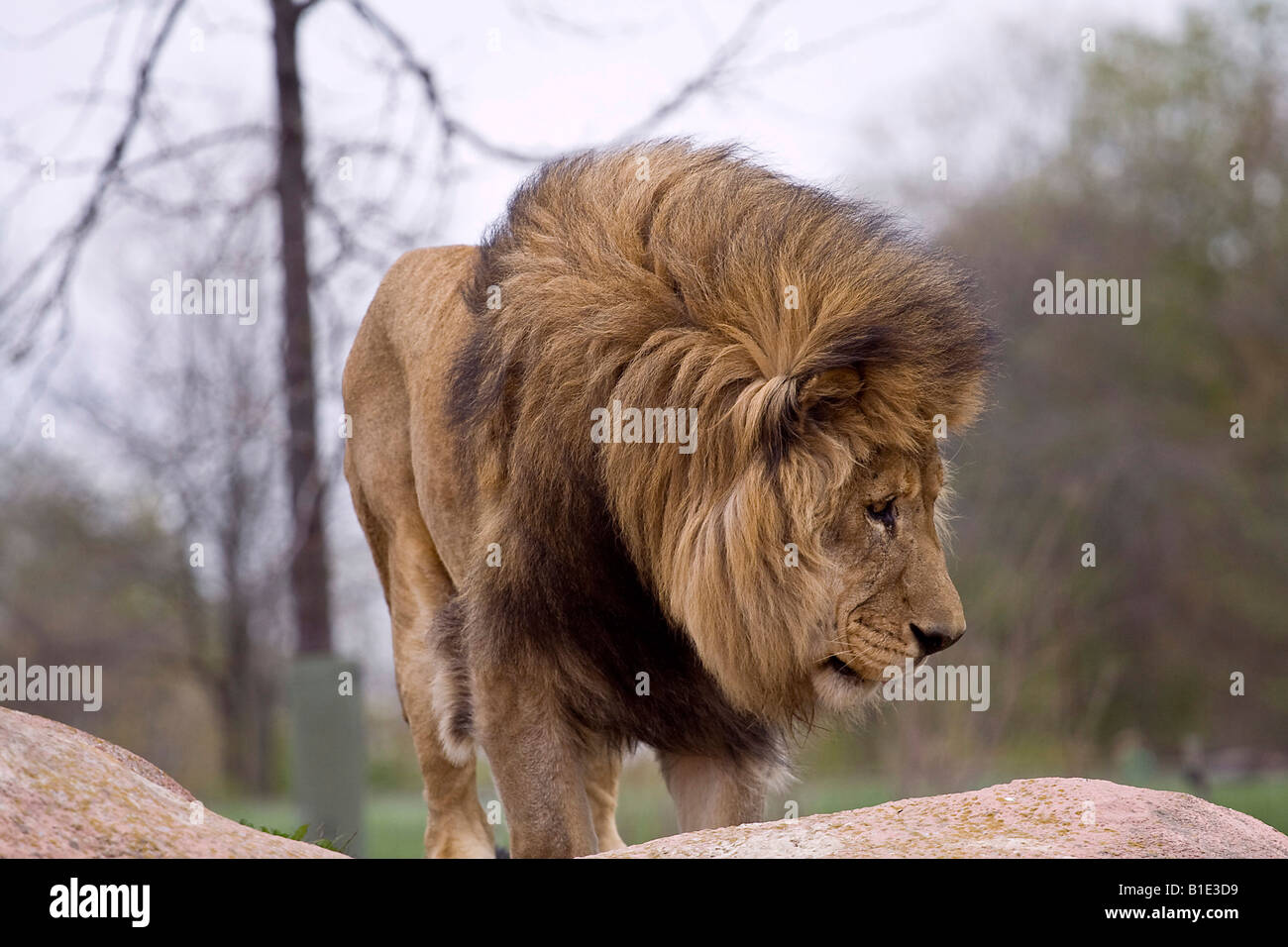 pictures of the wild animals Stock Photo - Alamy