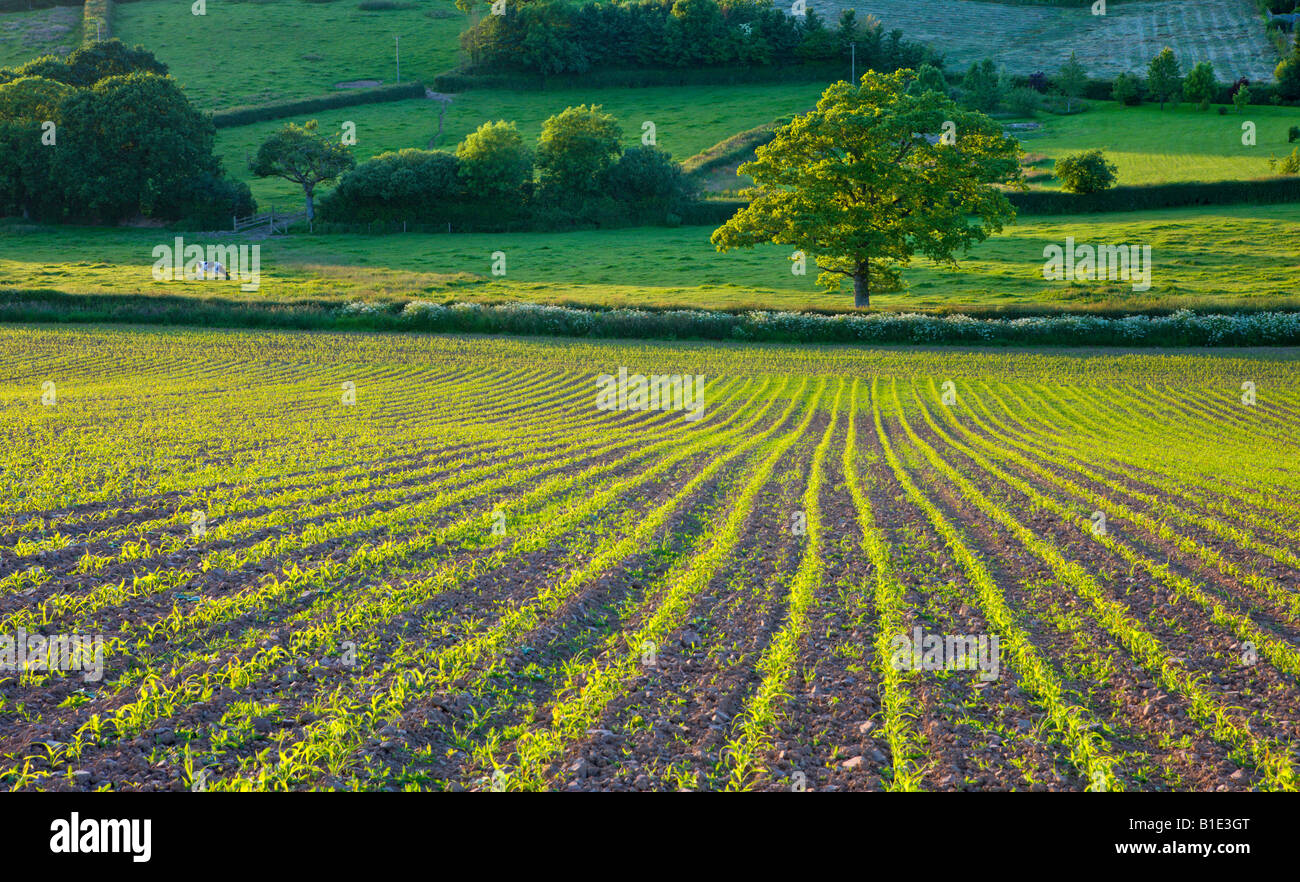 England farming field hi-res stock photography and images - Alamy