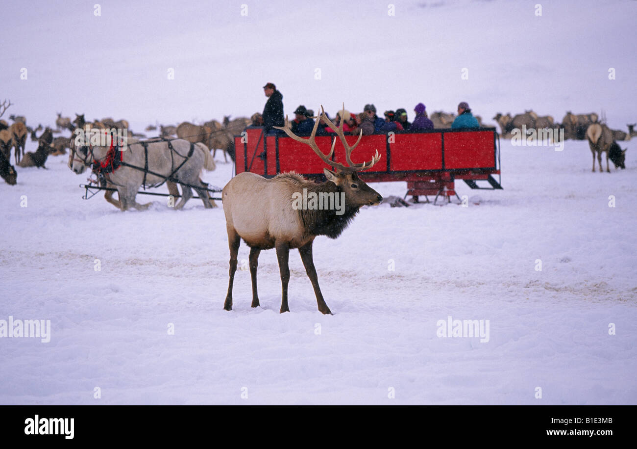 A large bull elk is watched by visitors on a horse drawn sledge or sled ...