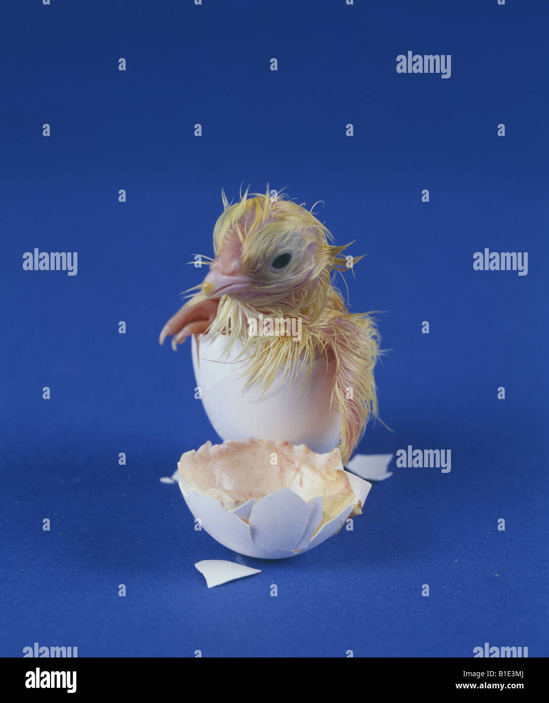 White hyline chicken hi-res stock photography and images - Alamy